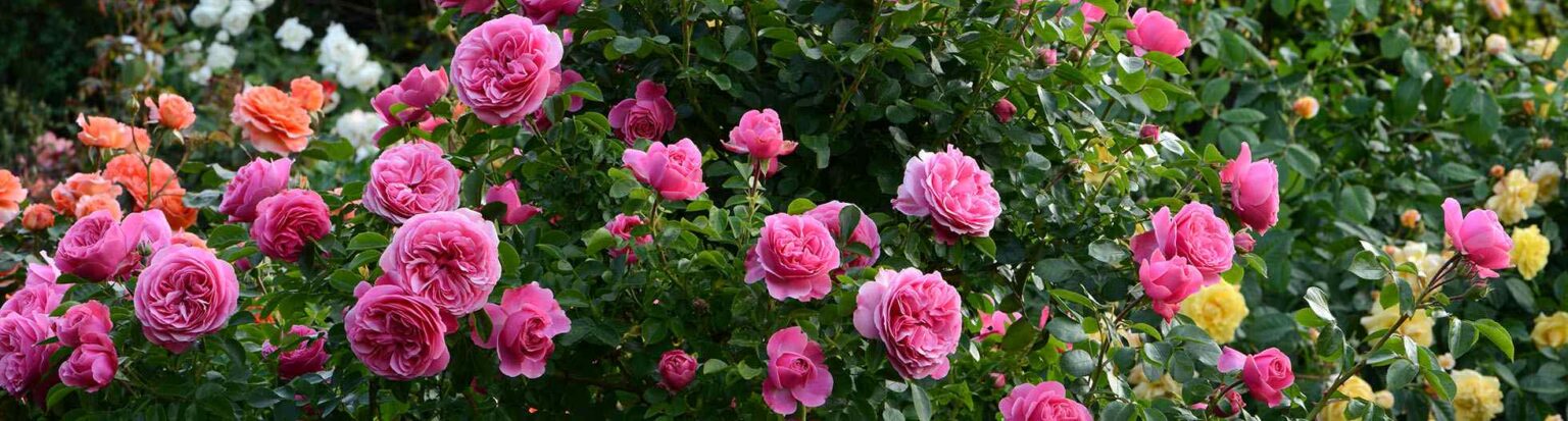 JGS Roses – It's all about roses, how to look after your roses and how ...