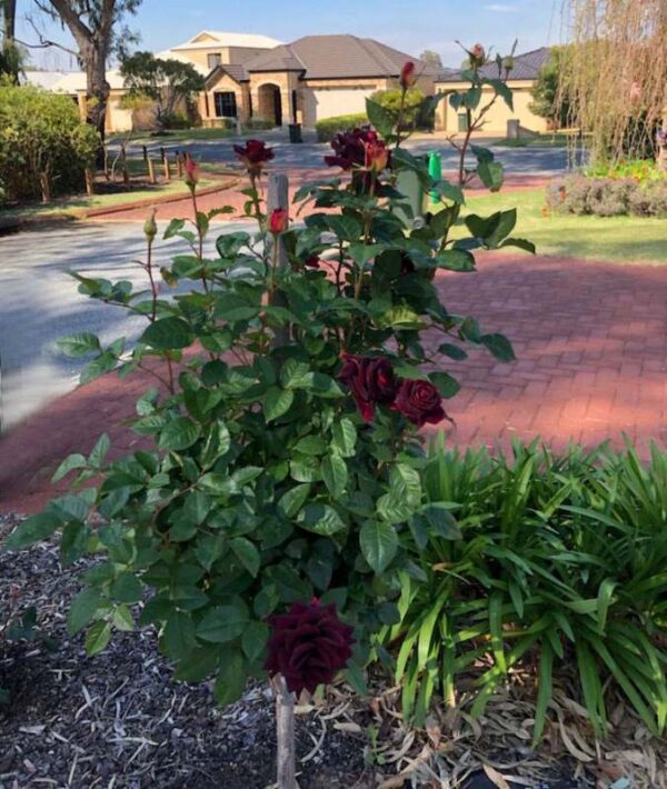 JGS Roses – It's all about roses, how to look after your roses and how ...