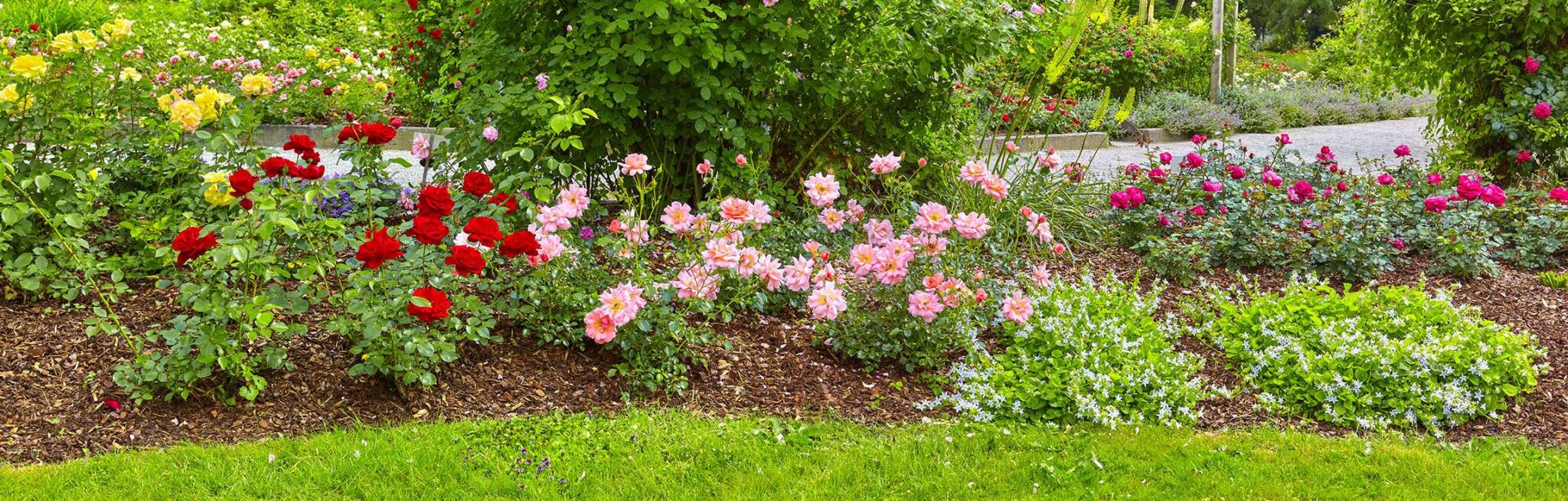 JGS Roses – It's all about roses, how to look after your roses and how ...