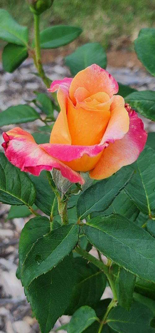 Rose Buds – JGS Roses