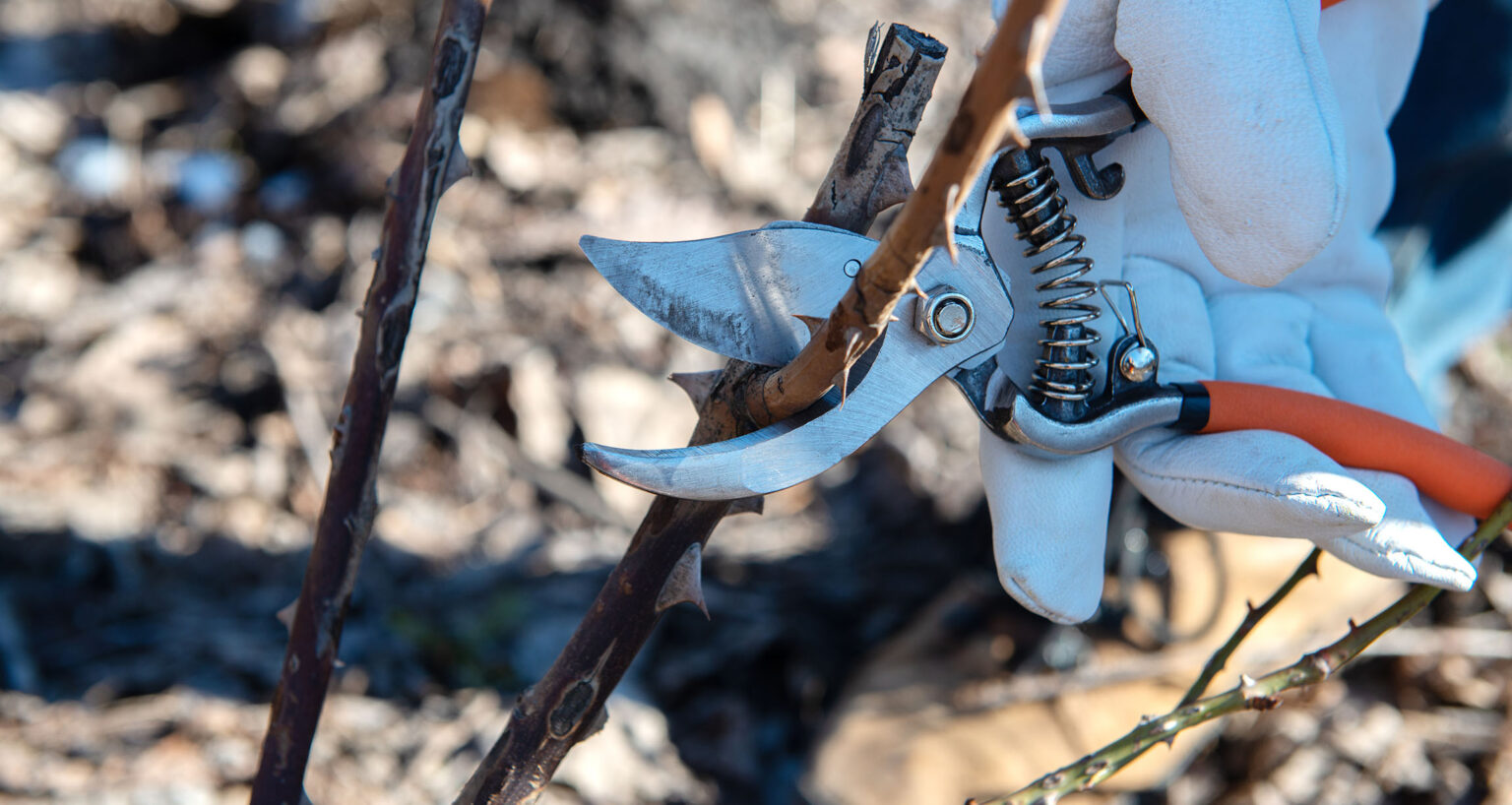 JGS Roses – It's all about roses, how to look after your roses and how ...