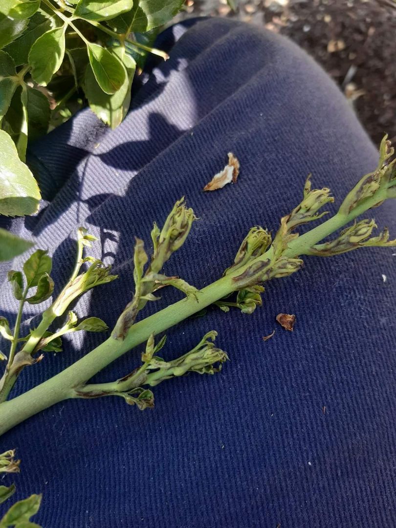 Chilli Thrip – JGS Roses